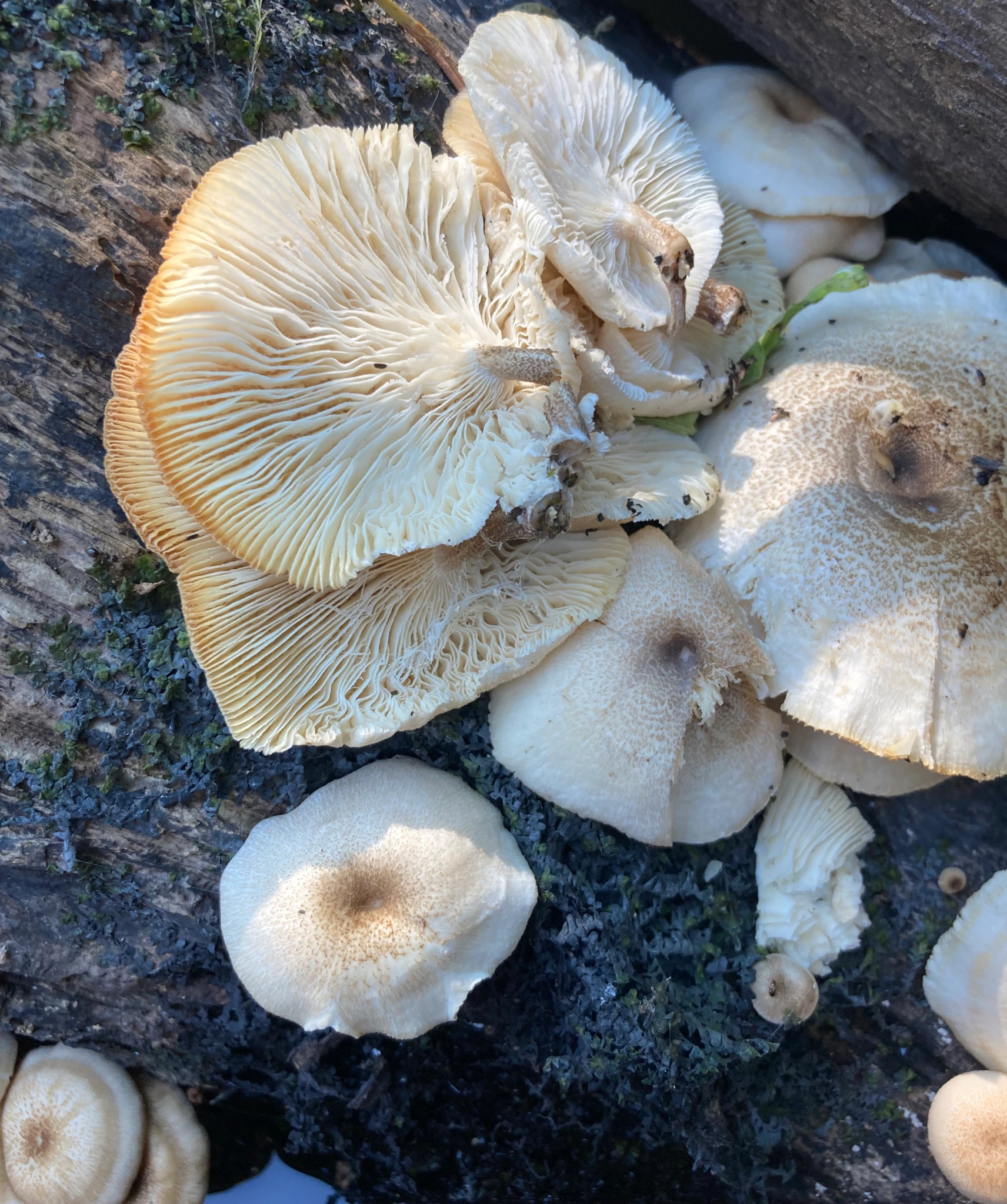 Tiger Sawgills: Strange, Swamp-dwelling Mushrooms with Multiple Forms ...