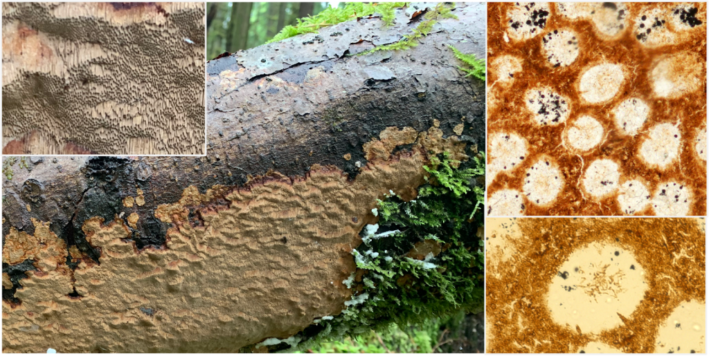 Fossil Fungi and the Evolution of Mushrooms - Illinois Mycological ...