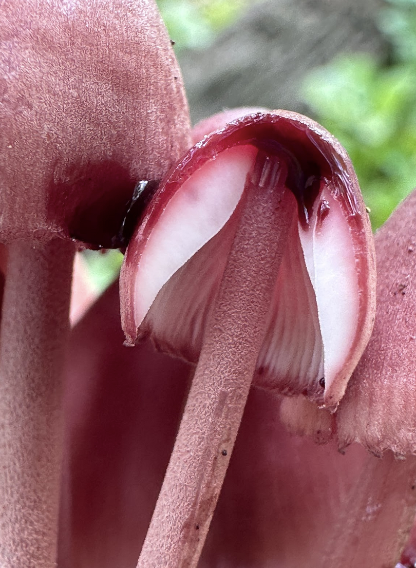 Monthly Lecture: Fungal Horror - Illinois Mycological Association